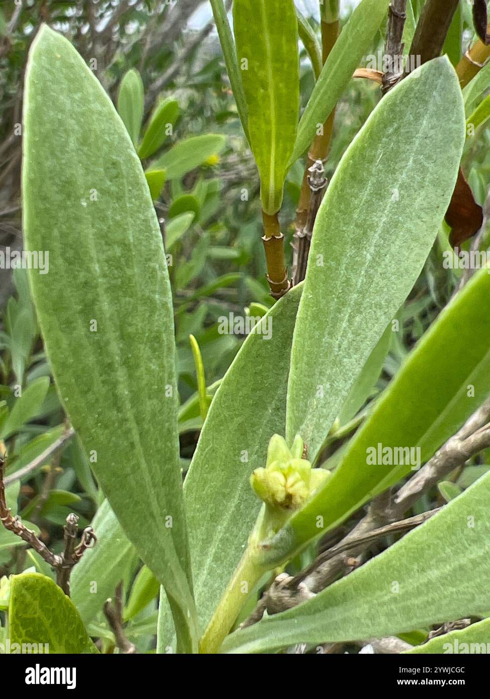 sea ox-eye (Borrichia frutescens Stock Photo - Alamy