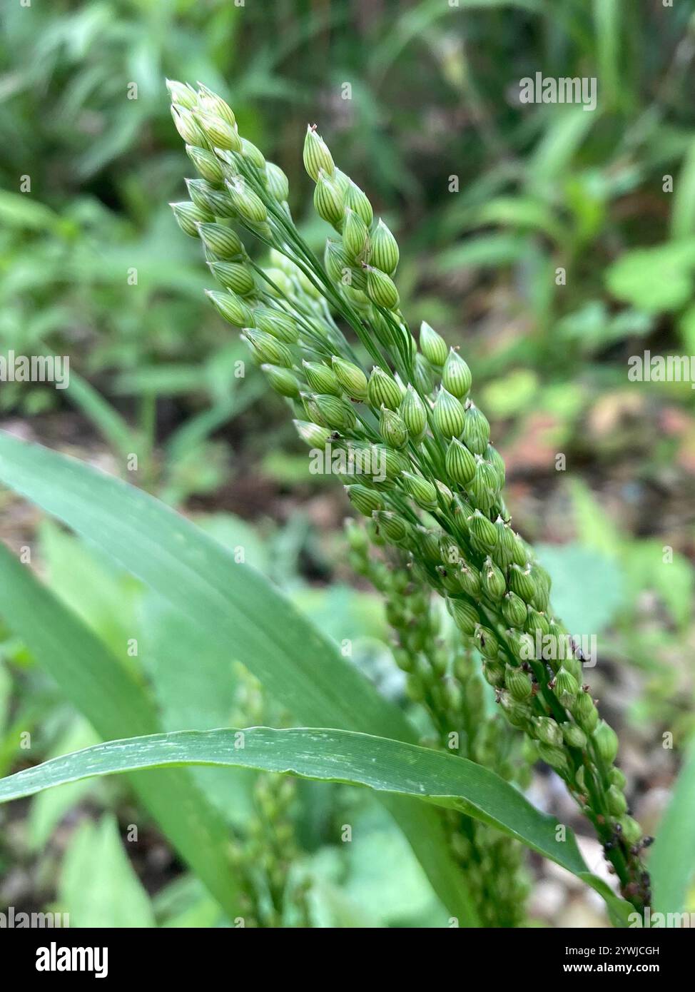 Proso Millet (Panicum miliaceum Stock Photo - Alamy