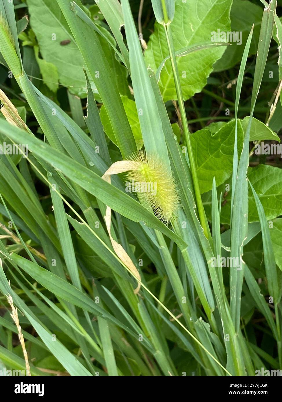 knotroot bristlegrass (Setaria parviflora Stock Photo - Alamy