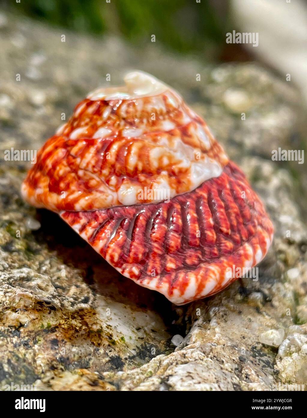 Red Turban Snail (Pomaulax gibberosus Stock Photo - Alamy