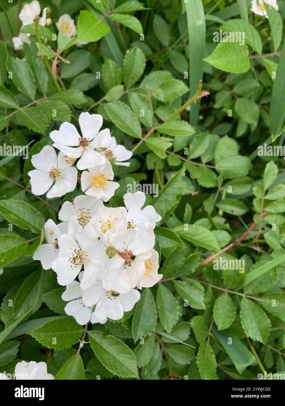 multiflora rose (Rosa multiflora Stock Photo - Alamy