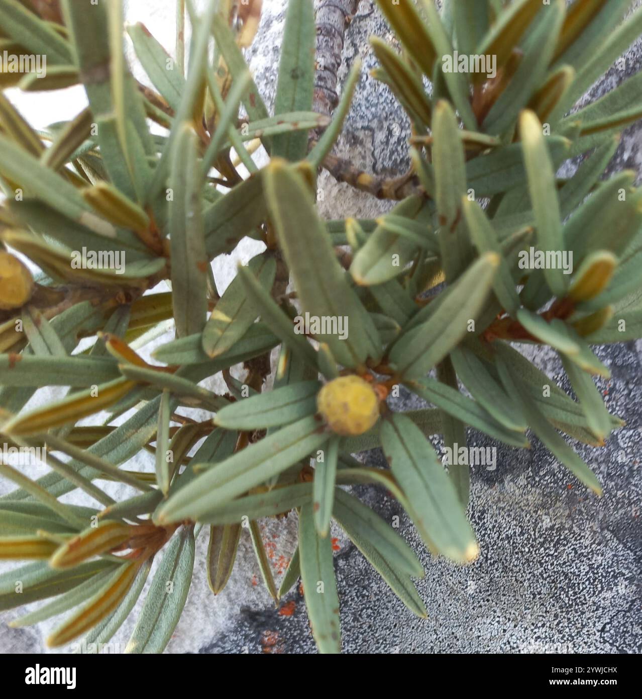 Common Sillyberry (Grubbia tomentosa Stock Photo - Alamy