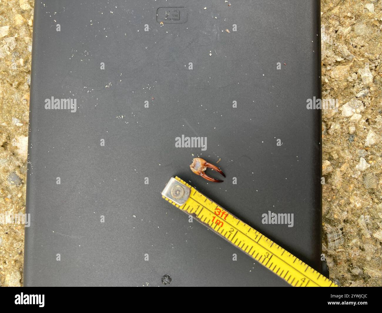 Shore Earwig (Labidura riparia Stock Photo - Alamy