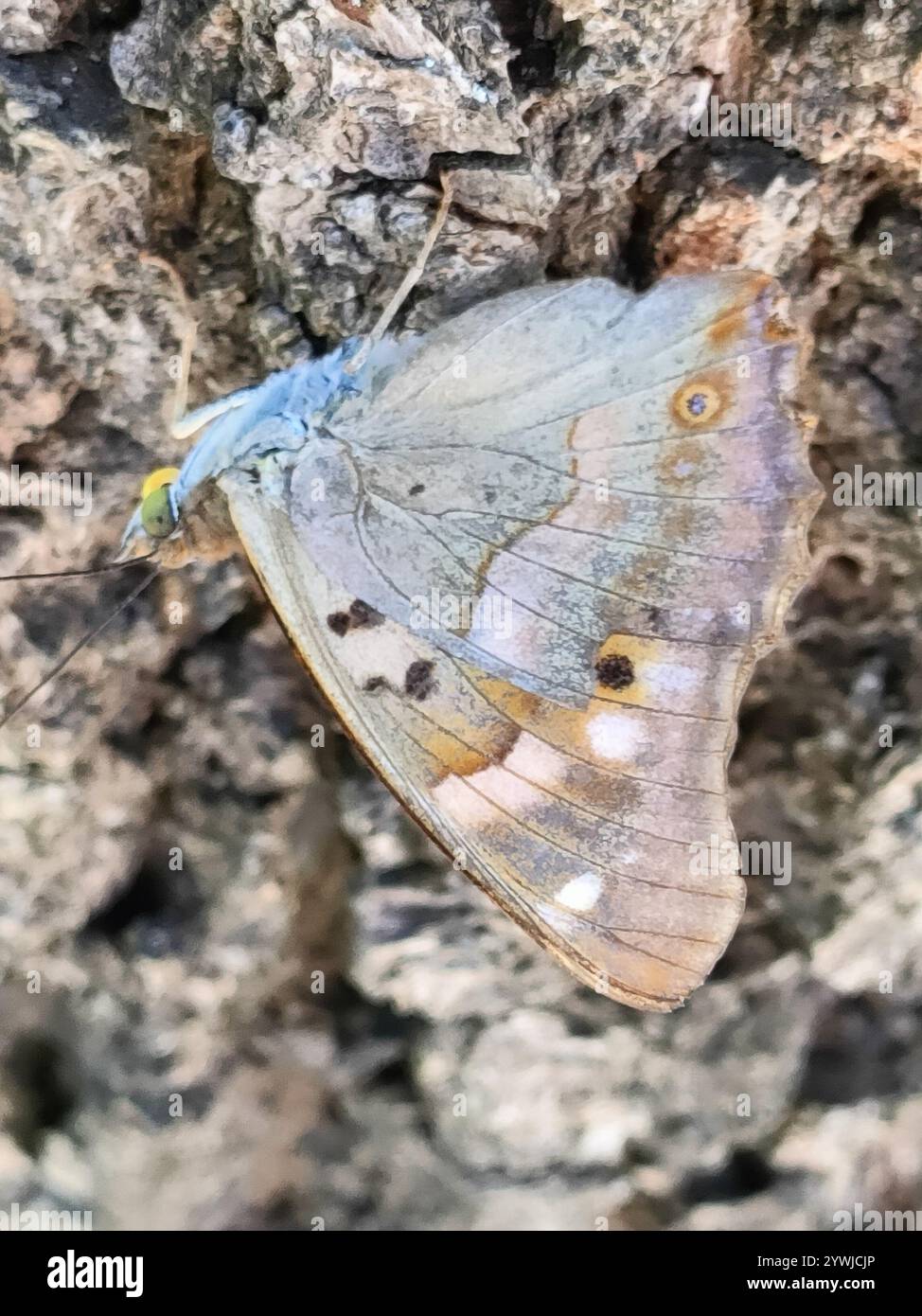 Lesser Purple Emperor (Apatura ilia Stock Photo - Alamy