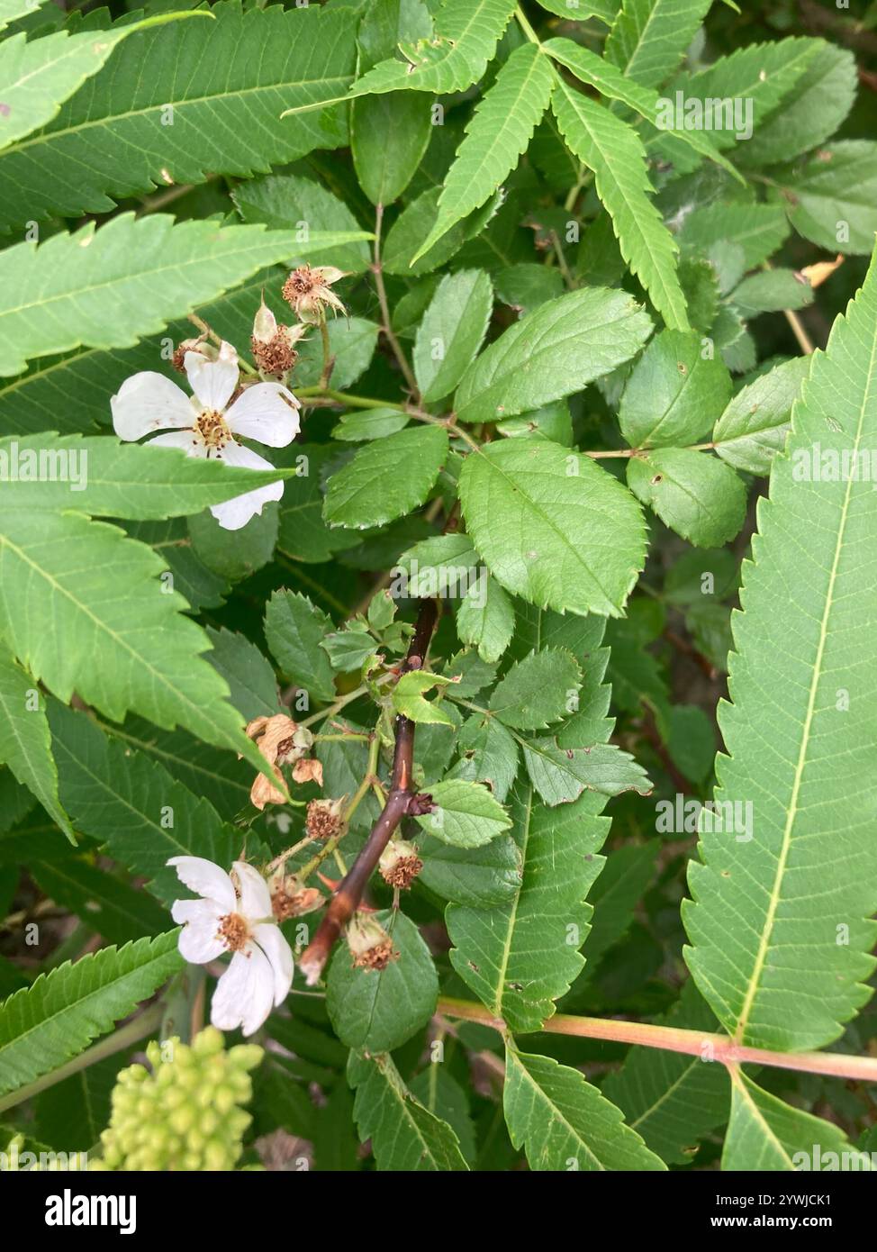 multiflora rose (Rosa multiflora Stock Photo - Alamy