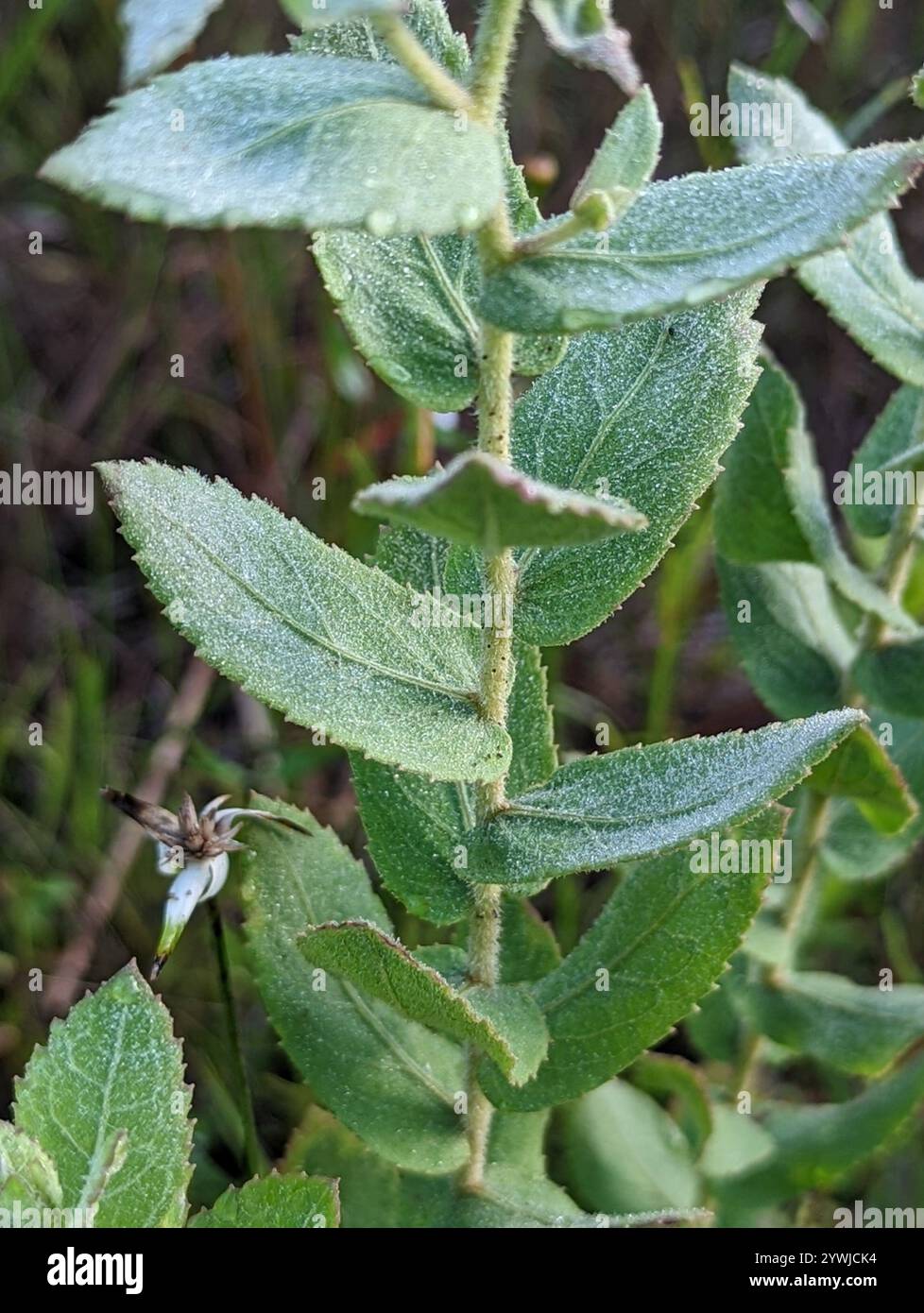 Rosy Camphorweed (Pluchea baccharis Stock Photo - Alamy