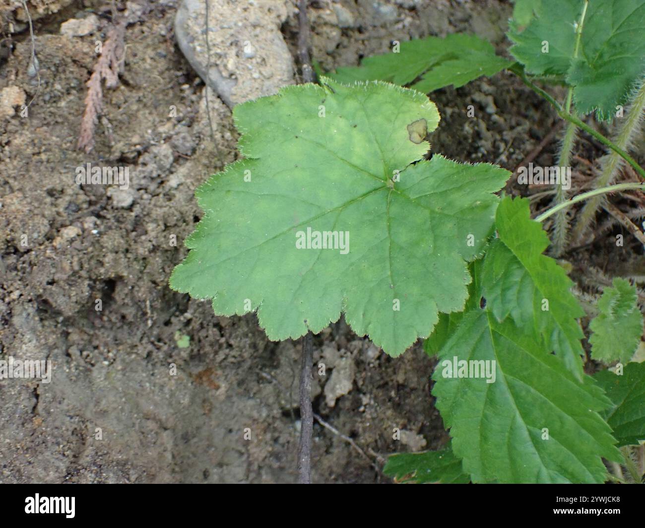 fringe cups (Tellima grandiflora Stock Photo - Alamy