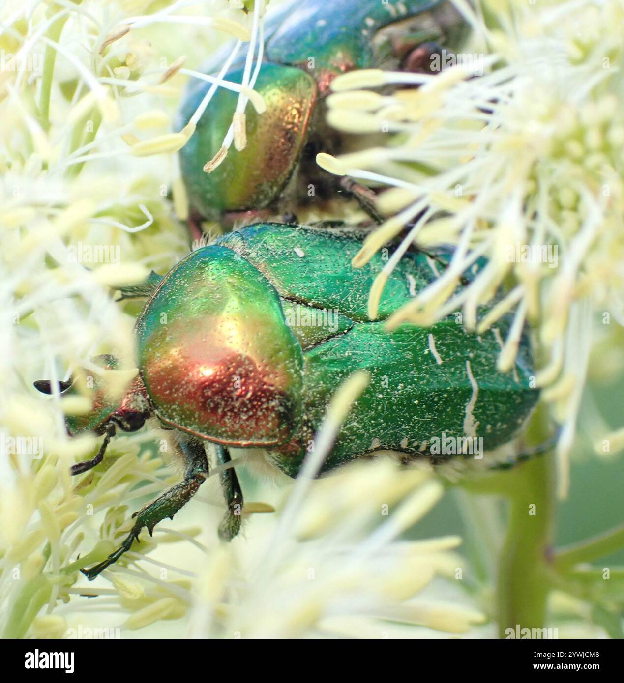 European Rose Chafer (Cetonia aurata Stock Photo - Alamy