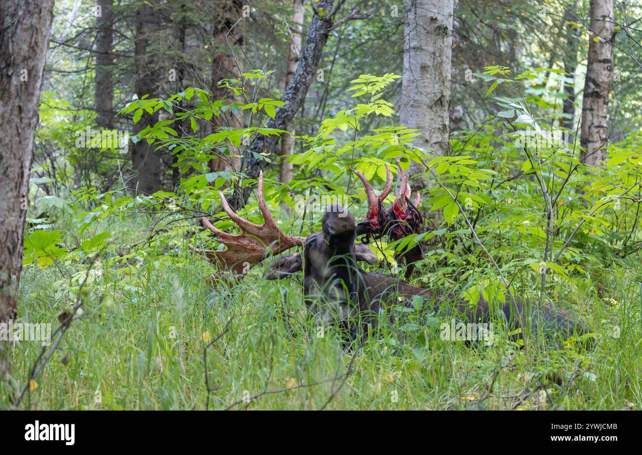 Alaska Yukon Bull Moose in Early Autumn in Alaska Stock Photo - Alamy