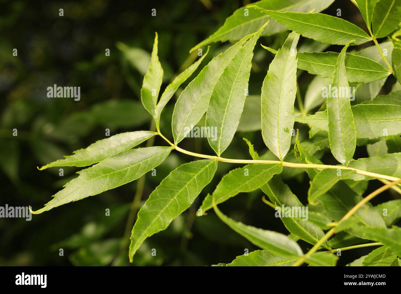 Narrow-leaved Ash (Fraxinus angustifolia Stock Photo - Alamy