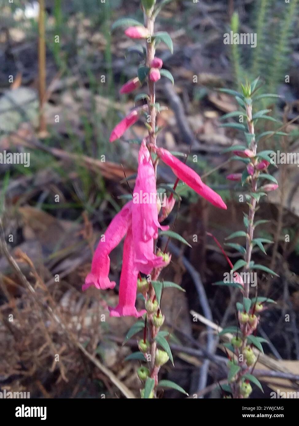 Common Heath (Epacris impressa Stock Photo - Alamy