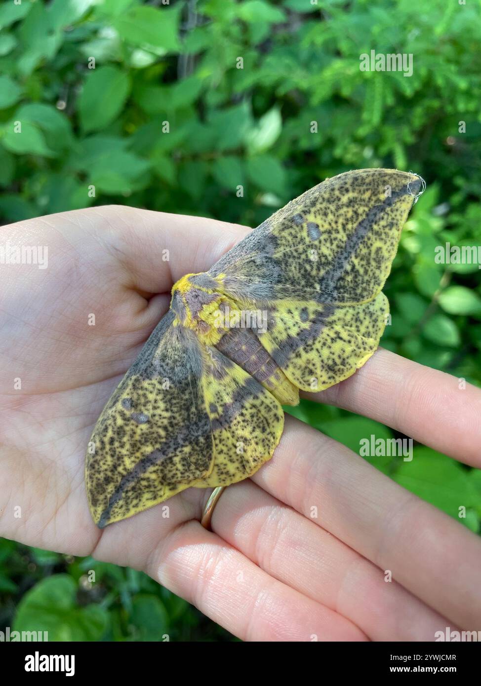 Canadian Imperial Moth (Eacles pini Stock Photo - Alamy