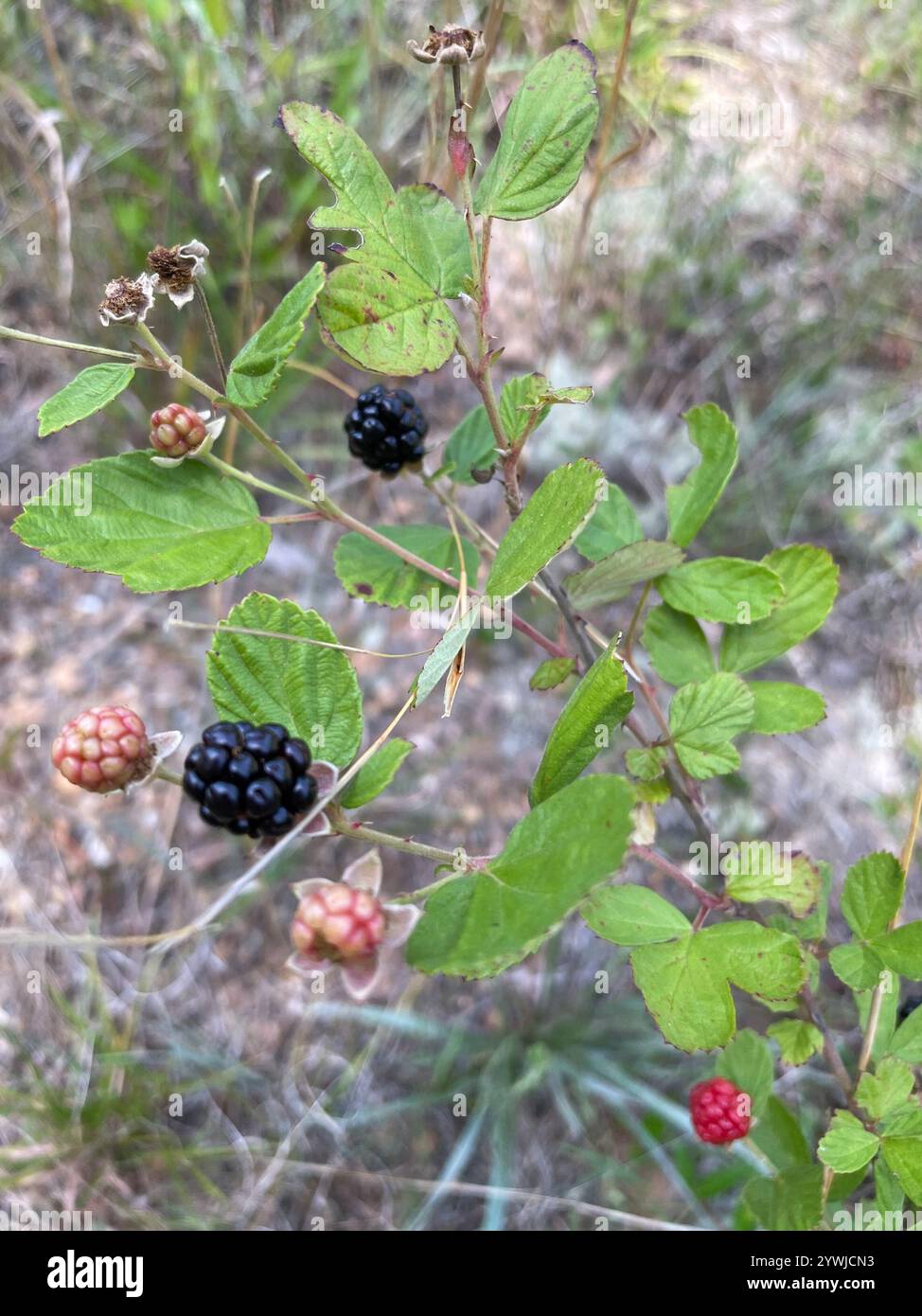 sand blackberry (Rubus cuneifolius Stock Photo - Alamy
