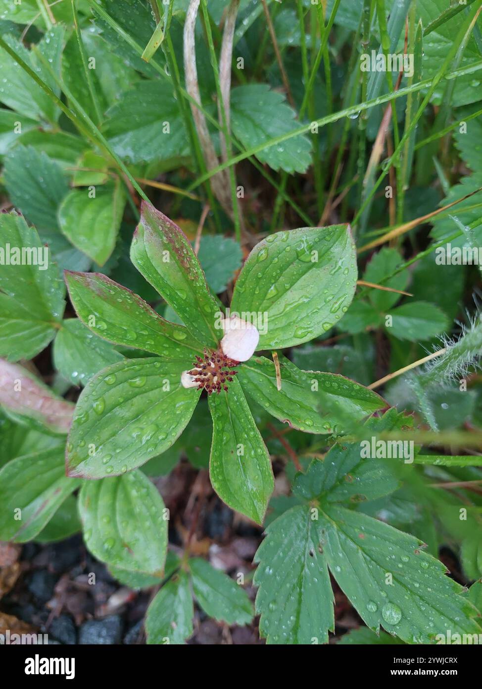 Canadian bunchberry (Cornus canadensis Stock Photo - Alamy