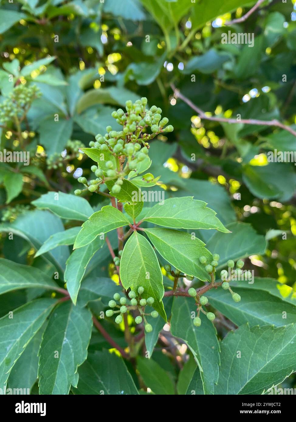 Virginia creeper (Parthenocissus quinquefolia Stock Photo - Alamy