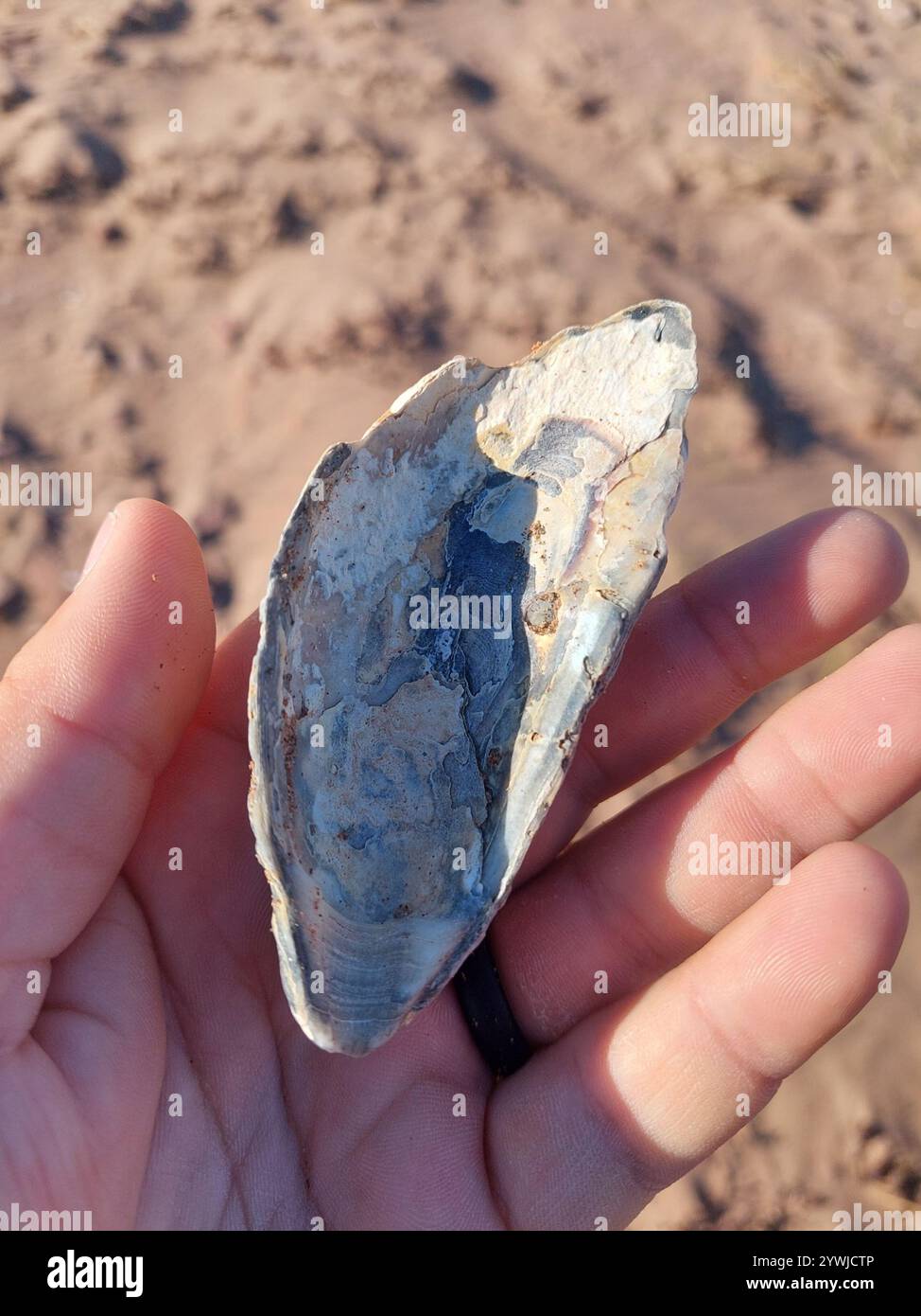 Eastern Oyster (Crassostrea virginica Stock Photo - Alamy