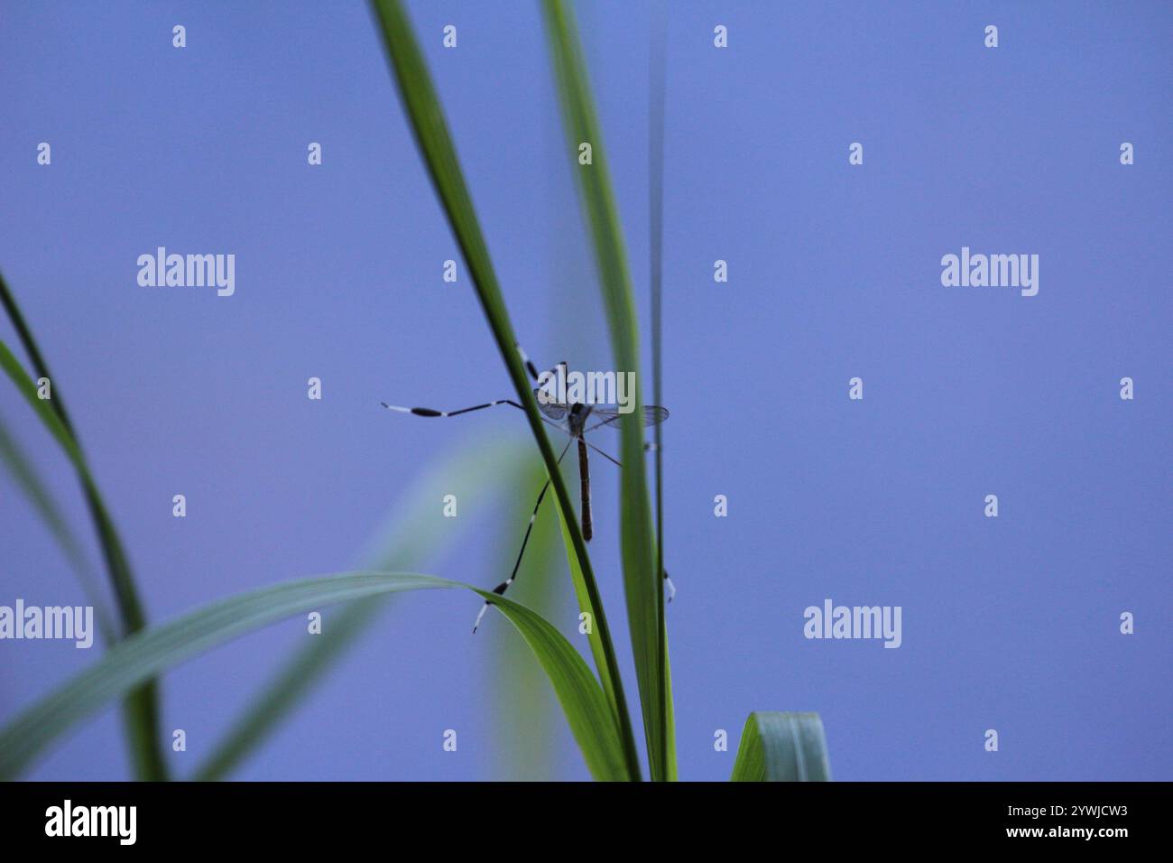 Eastern Phantom Crane Fly (Bittacomorpha clavipes Stock Photo - Alamy