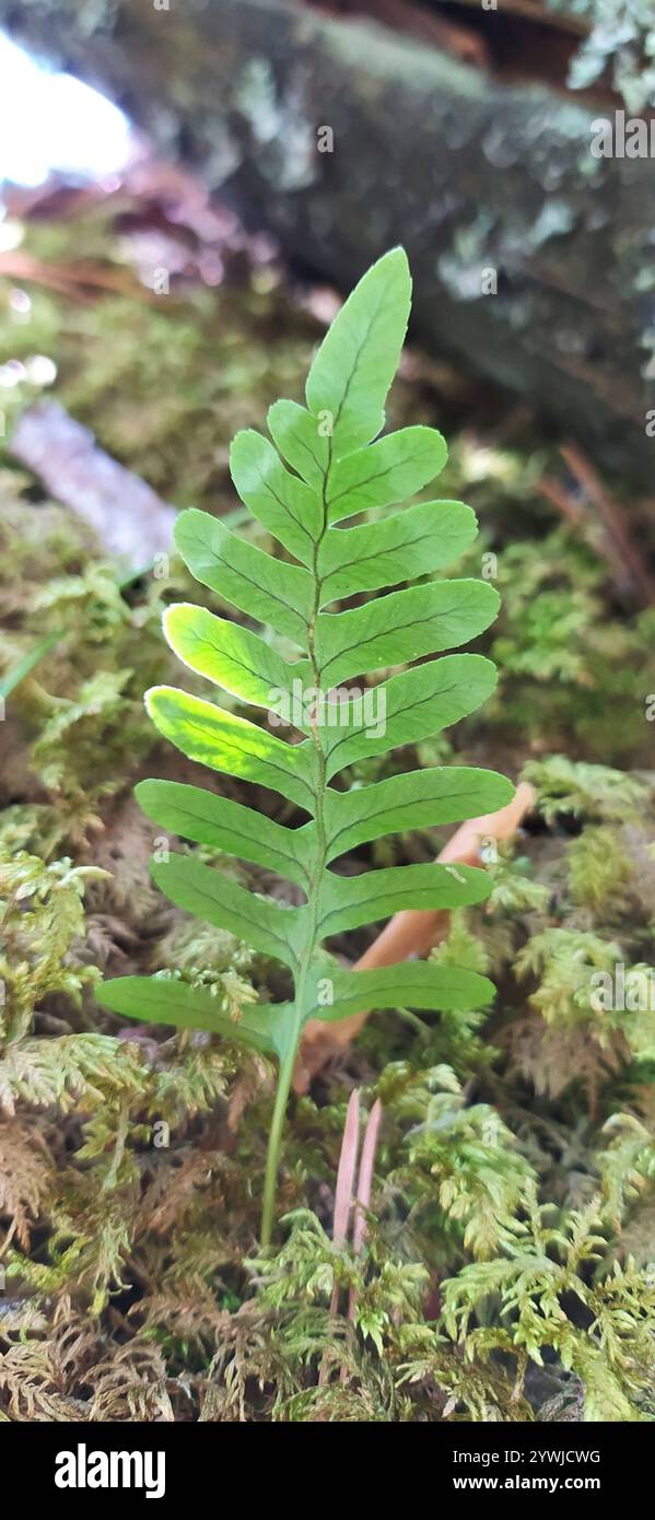 common polypody (Polypodium vulgare Stock Photo - Alamy