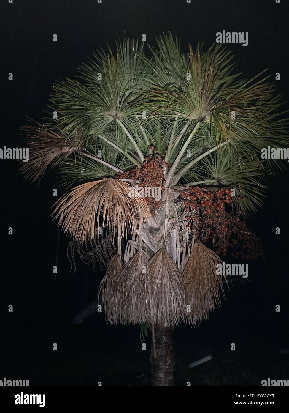 moriche palm (Mauritia flexuosa Stock Photo - Alamy