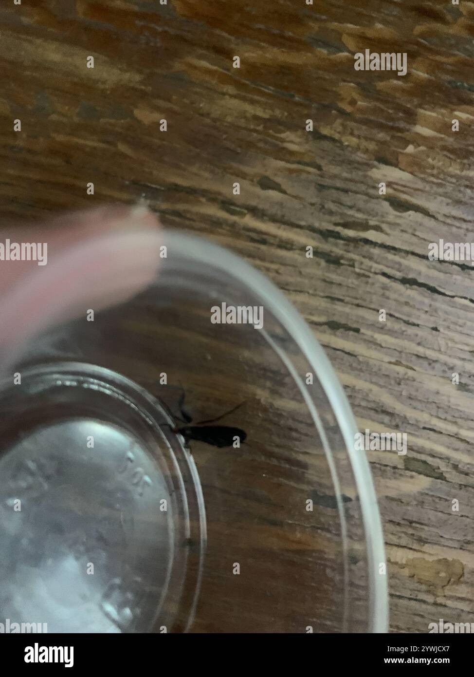 Long-tailed Dance Fly (Rhamphomyia longicauda Stock Photo - Alamy