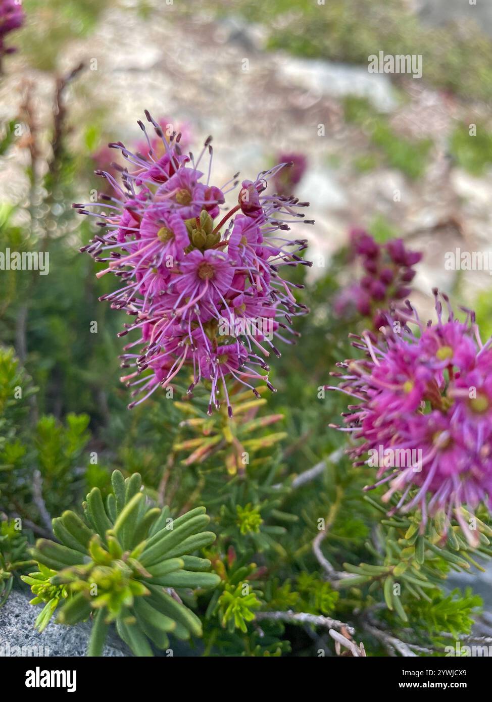 Purple Mountain-heath (Phyllodoce breweri Stock Photo - Alamy