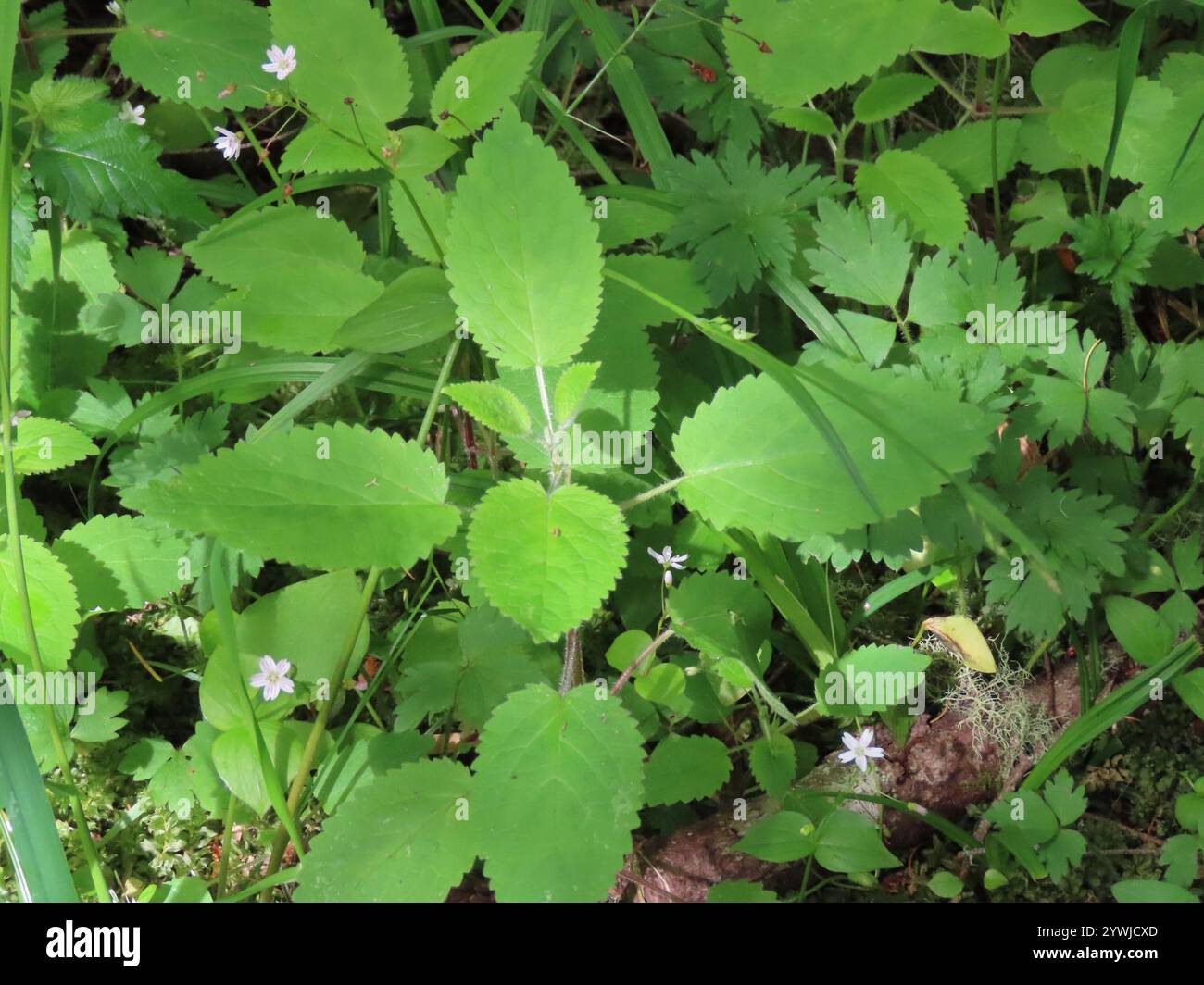 Coastal Hedge-nettle (Stachys chamissonis Stock Photo - Alamy