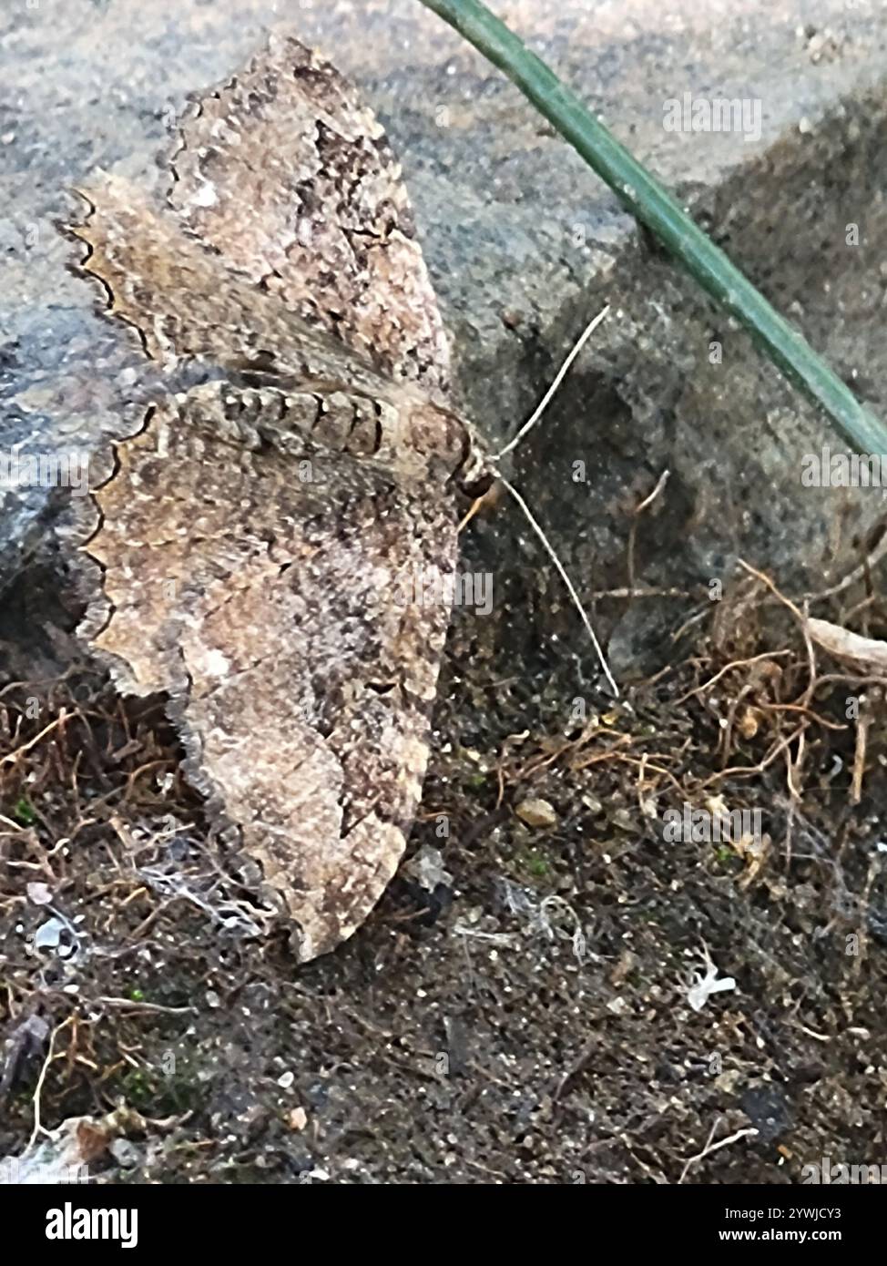 scallop shell moth (Hydria undulata Stock Photo - Alamy