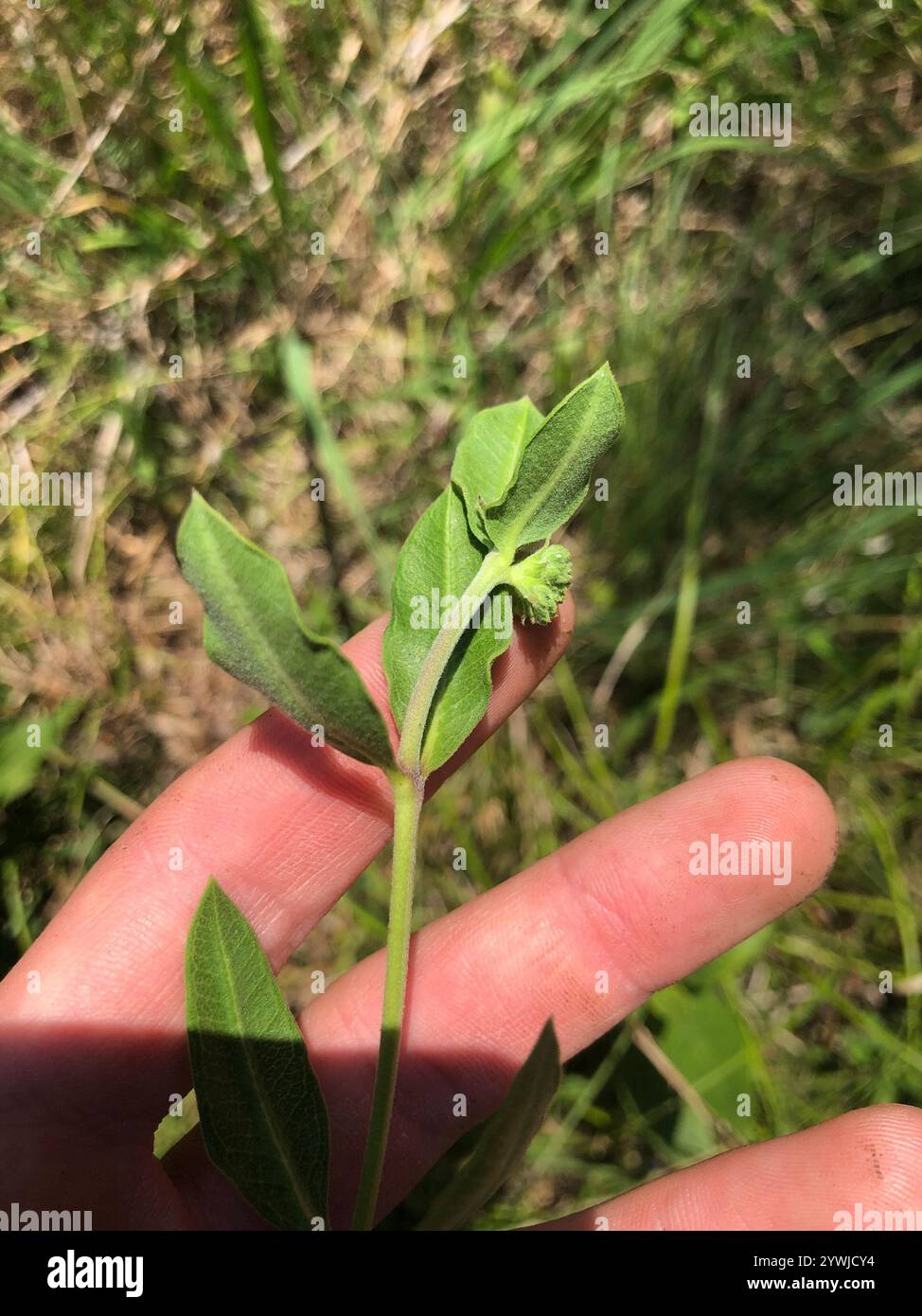 green comet milkweed (Asclepias viridiflora Stock Photo - Alamy