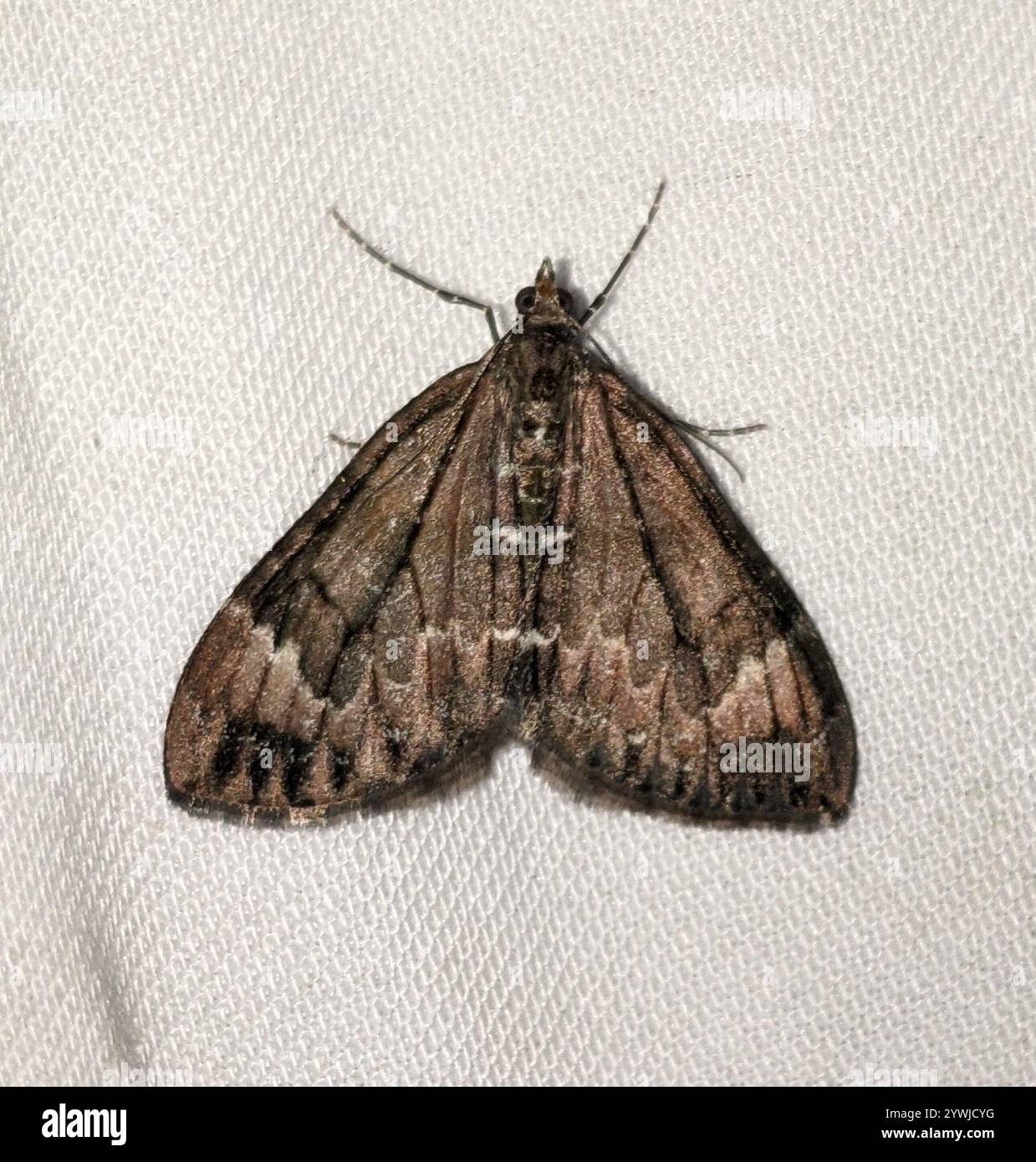 Dark Marbled Carpet (Dysstroma citrata Stock Photo - Alamy