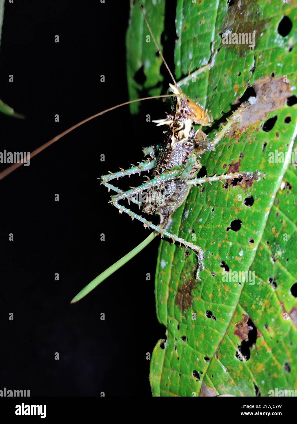 Panacanthus hi-res stock photography and images - Alamy