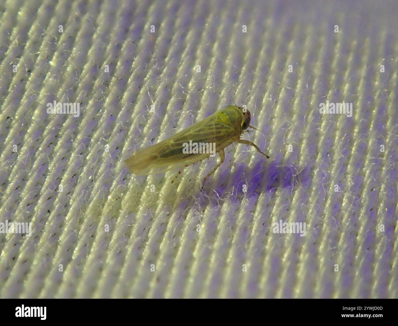 Aster Leafhopper (Macrosteles quadrilineatus Stock Photo - Alamy