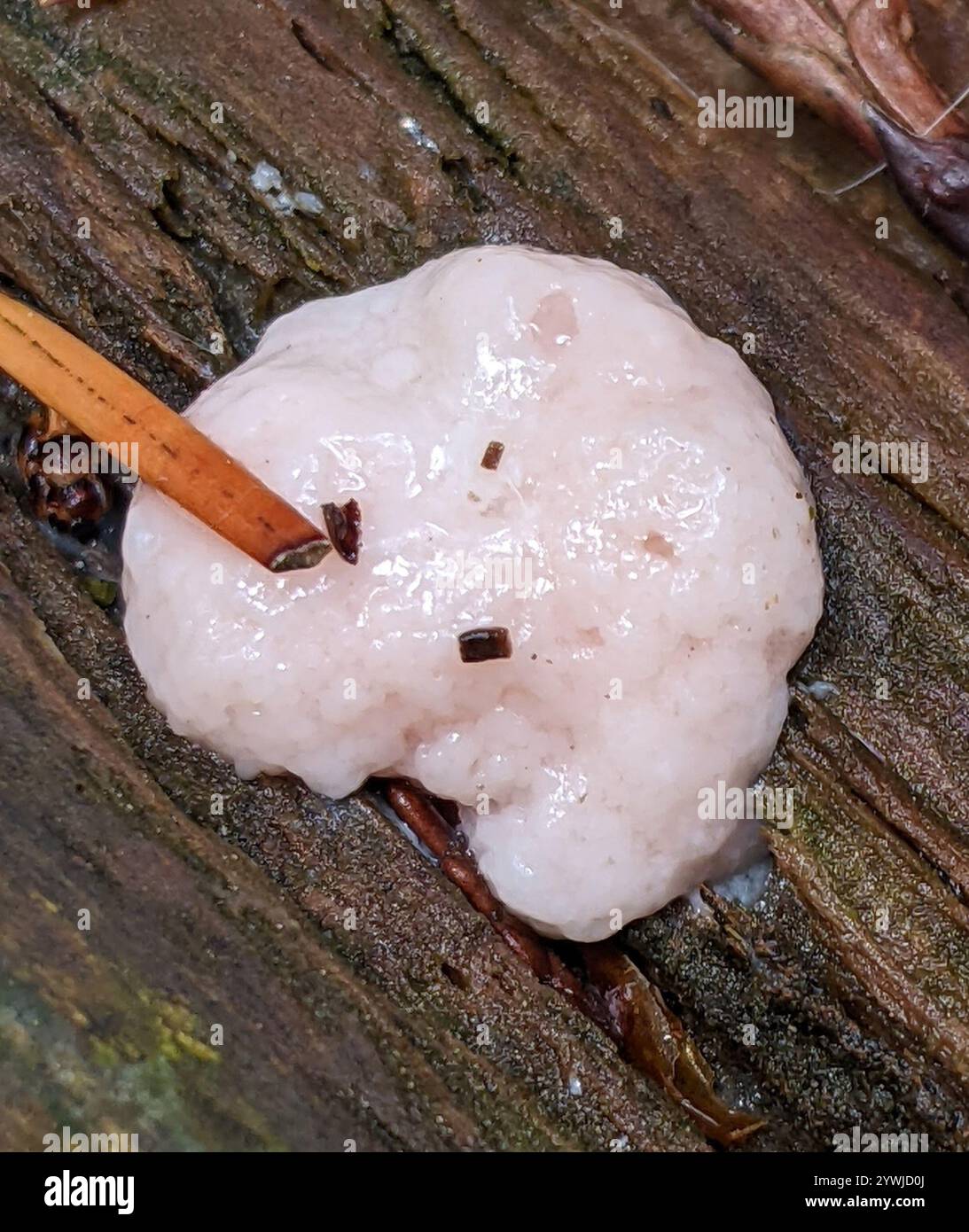 slime molds (Mycetozoa Stock Photo - Alamy