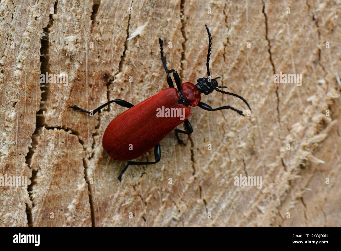 Black-headed Cardinal Beetle (Pyrochroa coccinea Stock Photo - Alamy