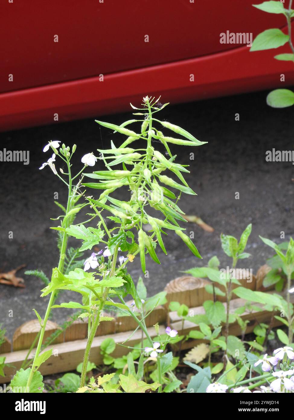 White Mustard (Sinapis alba Stock Photo - Alamy