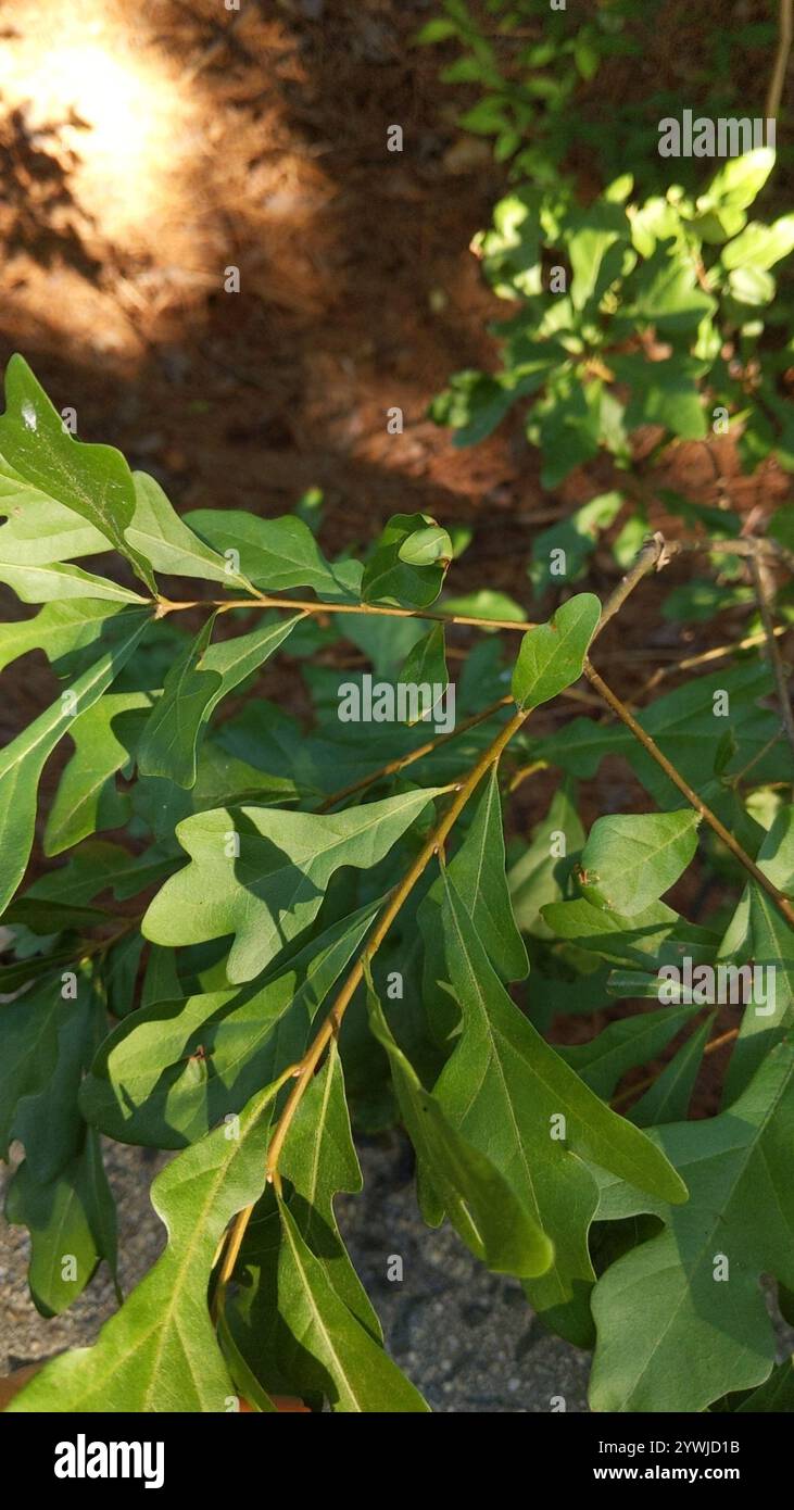 water oak (Quercus nigra Stock Photo - Alamy
