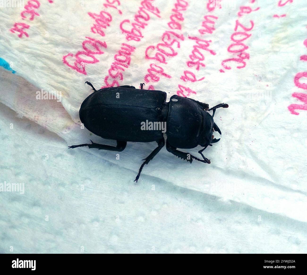 Lesser Stag Beetle (Dorcus parallelipipedus Stock Photo - Alamy