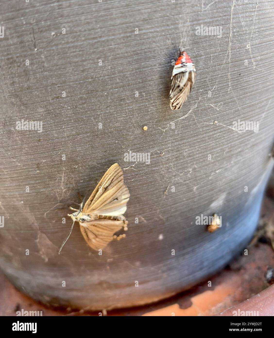 California Oak Moth (Phryganidia californica Stock Photo - Alamy