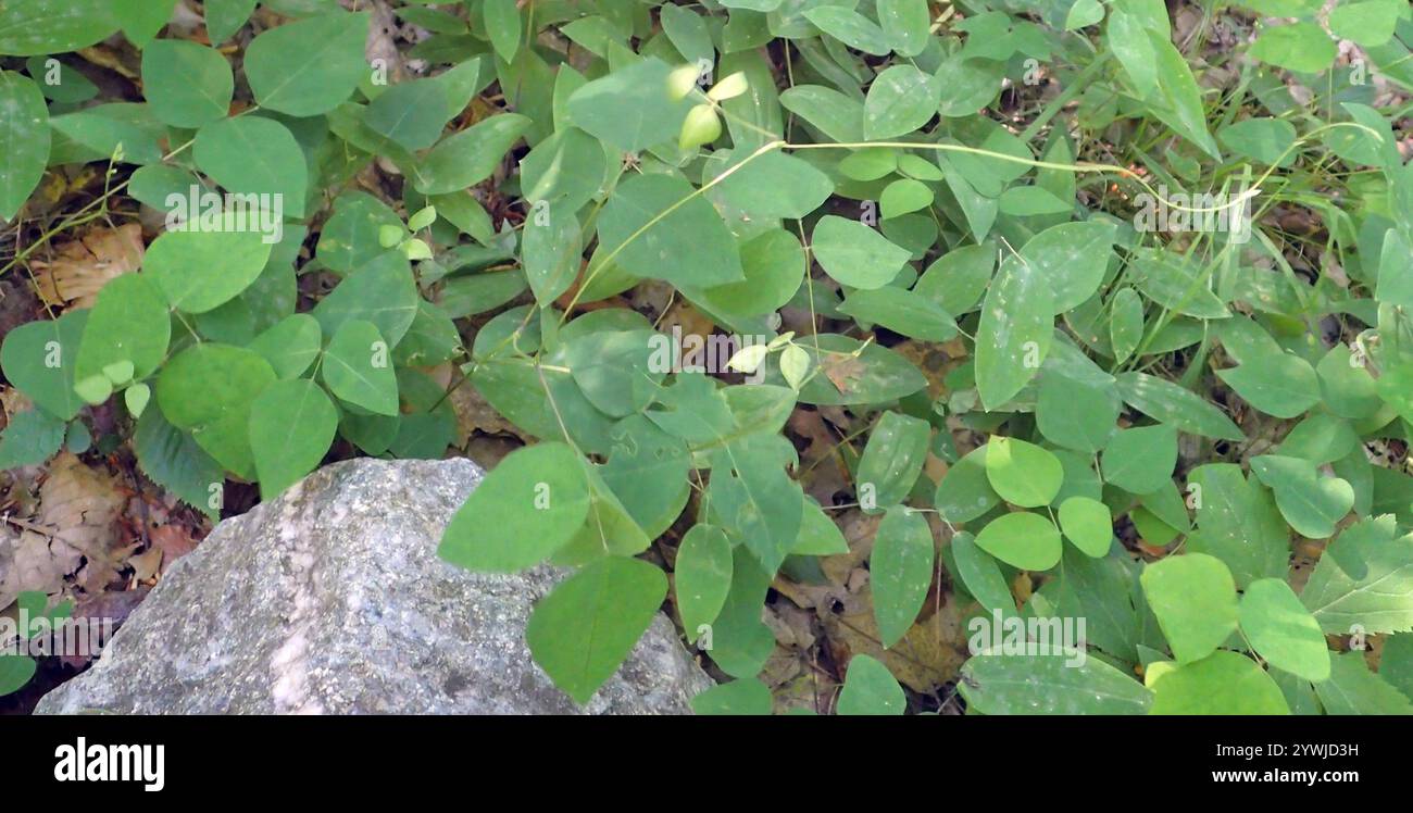 American hog-peanut (Amphicarpaea bracteata Stock Photo - Alamy