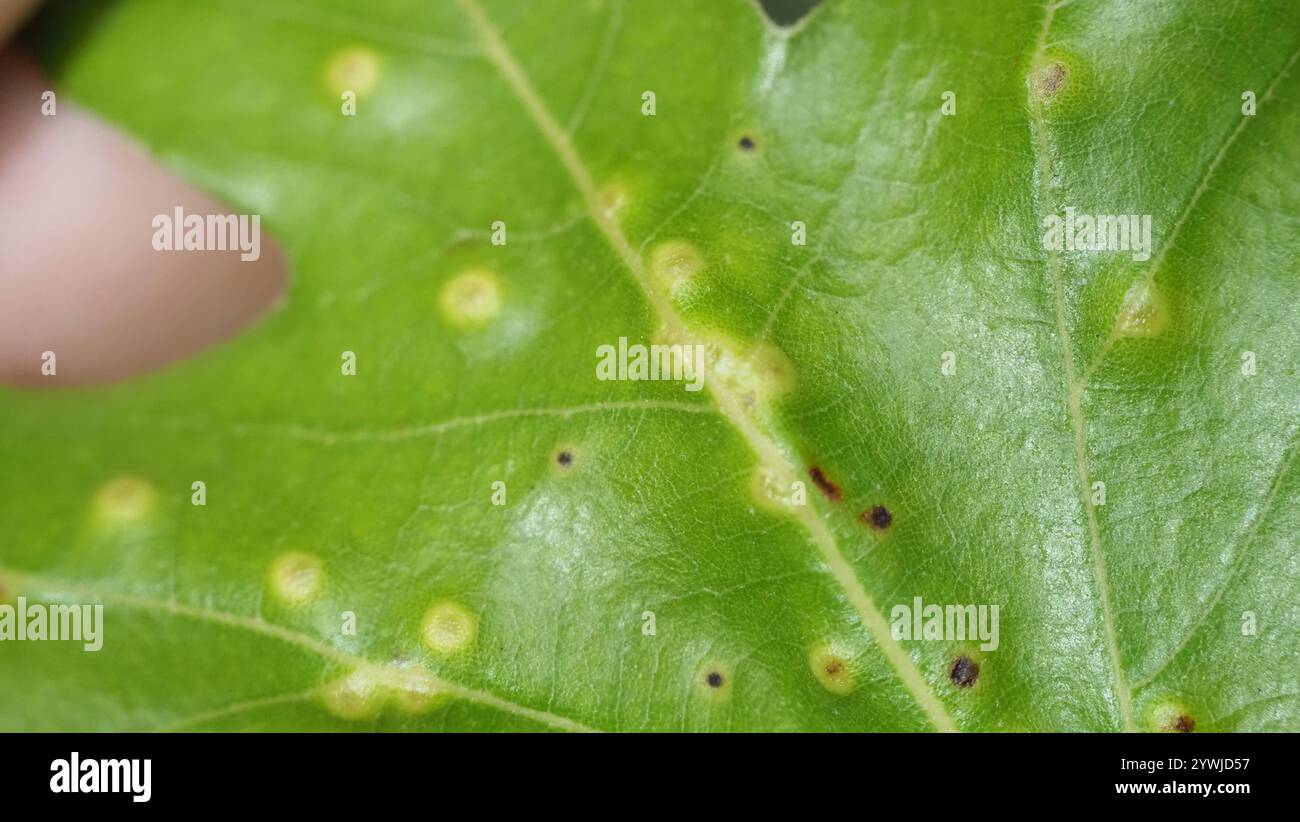 oak flake gall wasp (Neuroterus quercusverrucarum Stock Photo - Alamy