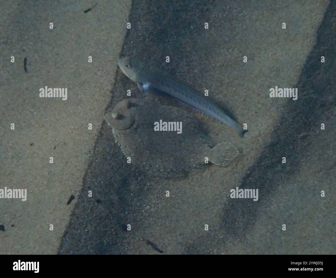 Greater Weever (Trachinus draco Stock Photo - Alamy