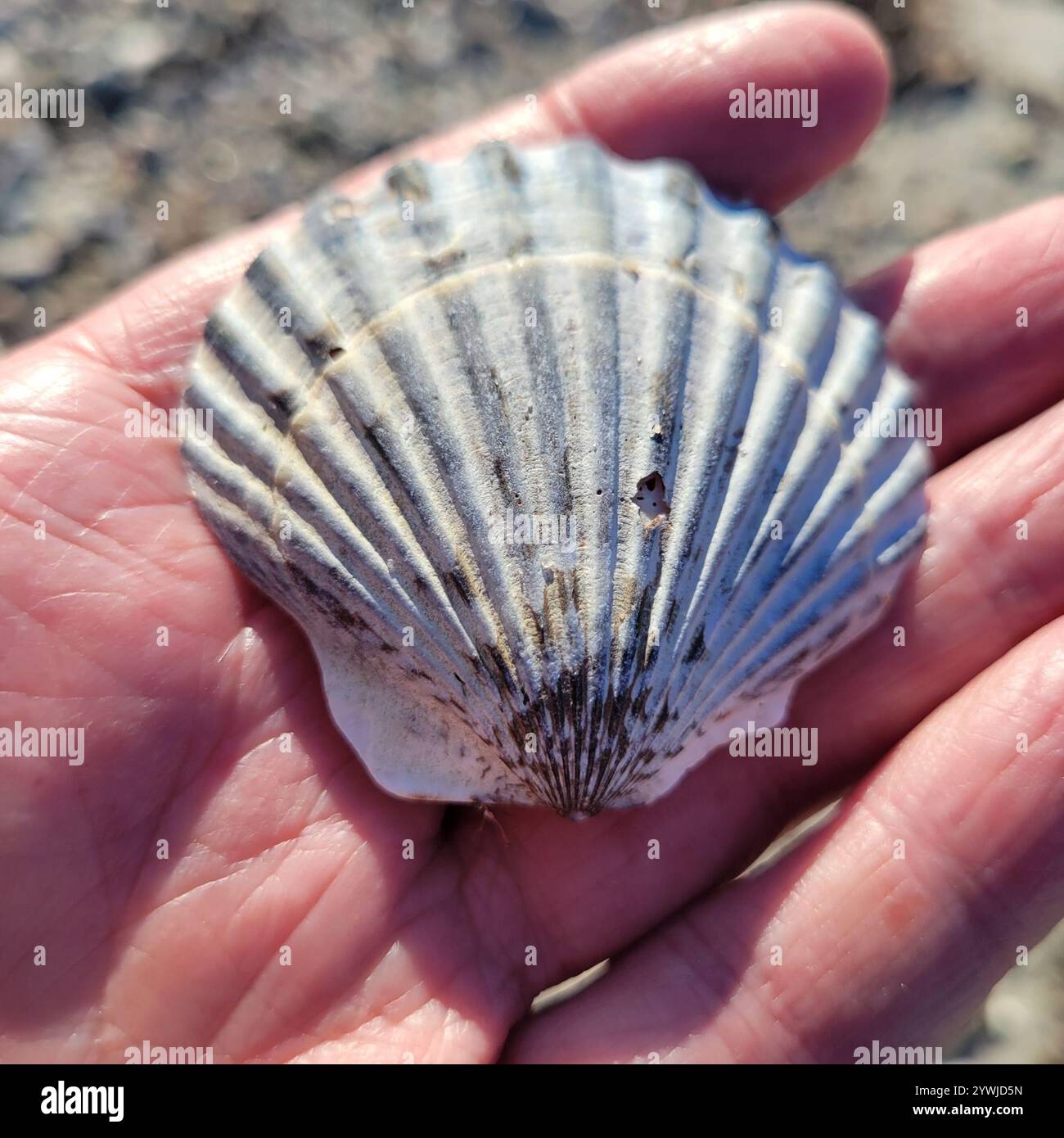 Atlantic Bay Scallop (Argopecten irradians Stock Photo - Alamy