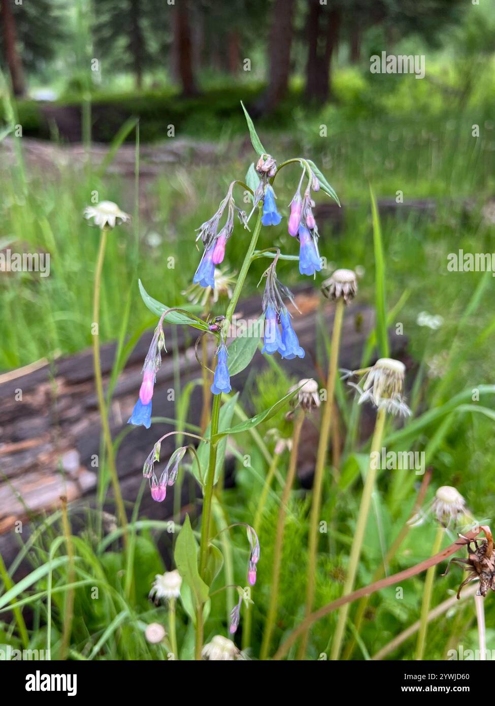 mountain bluebells (Mertensia ciliata Stock Photo - Alamy