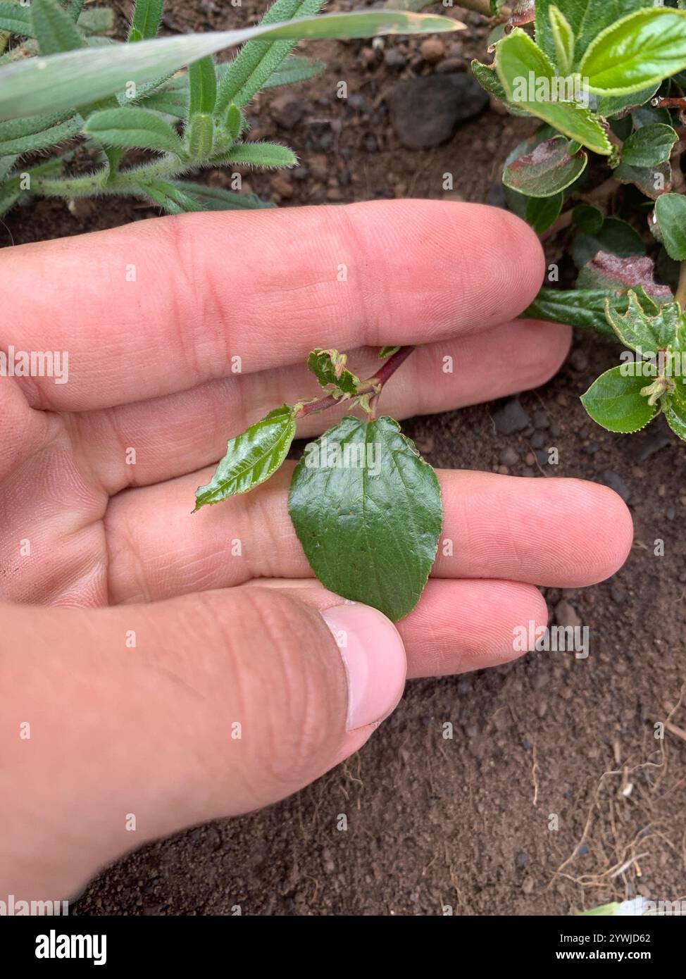 Snowbrush Ceanothus (Ceanothus velutinus Stock Photo - Alamy