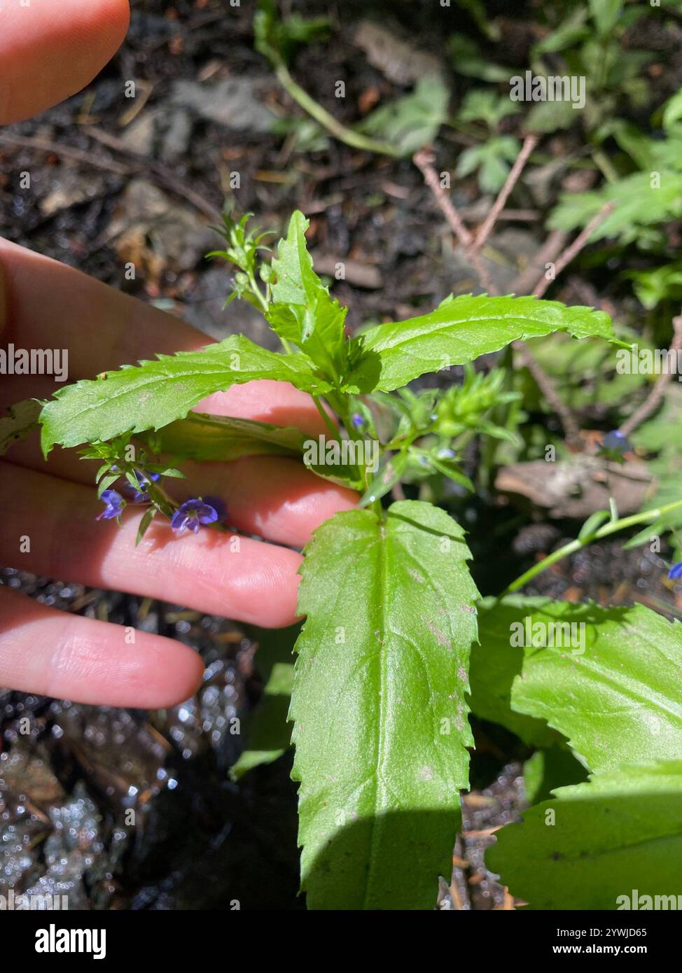 American brooklime (Veronica americana Stock Photo - Alamy