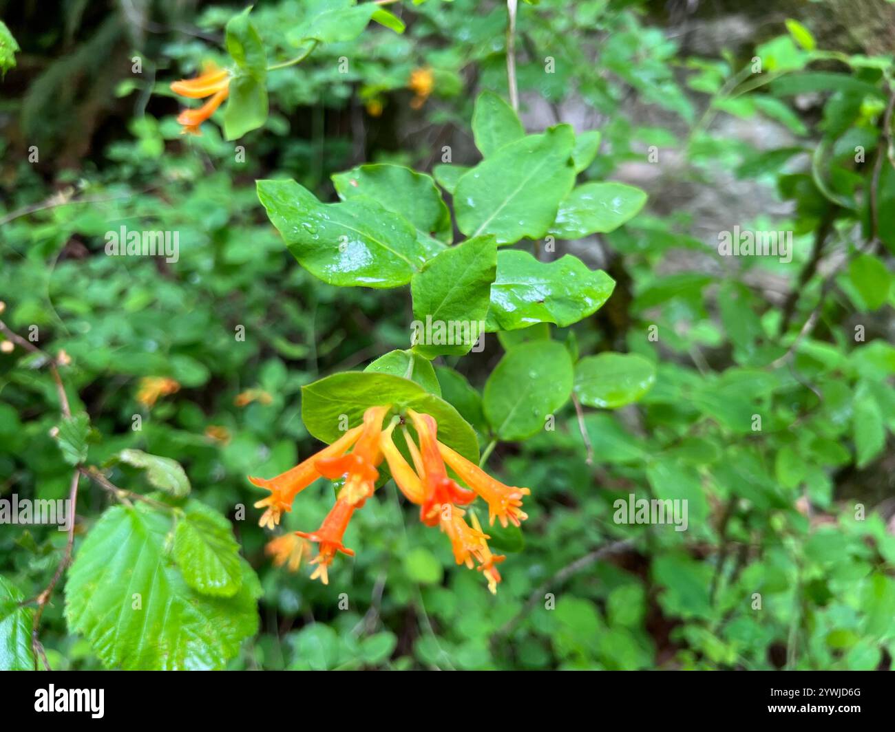 orange honeysuckle (Lonicera ciliosa Stock Photo - Alamy