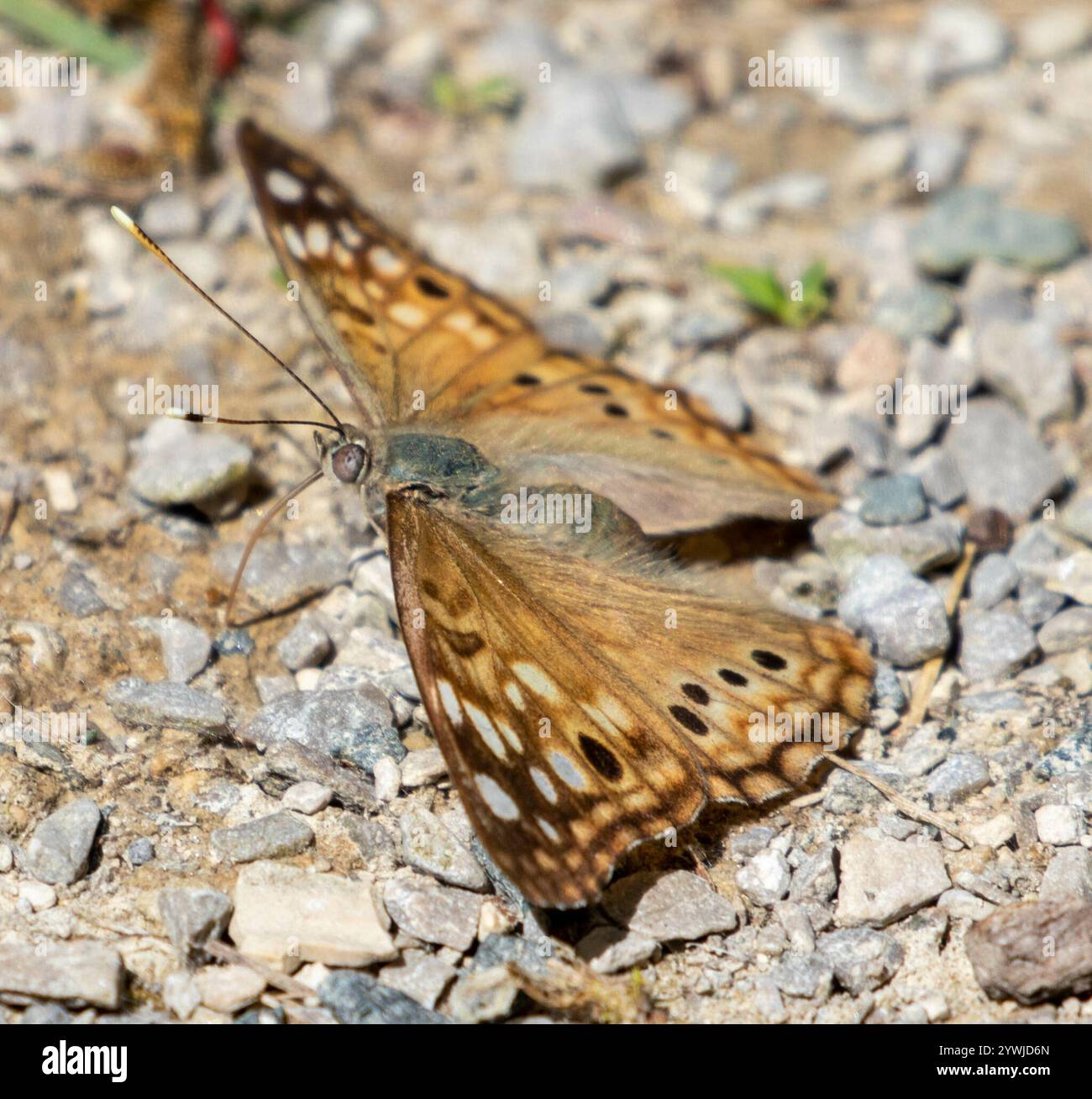 Hackberry Emperor (Asterocampa celtis Stock Photo - Alamy
