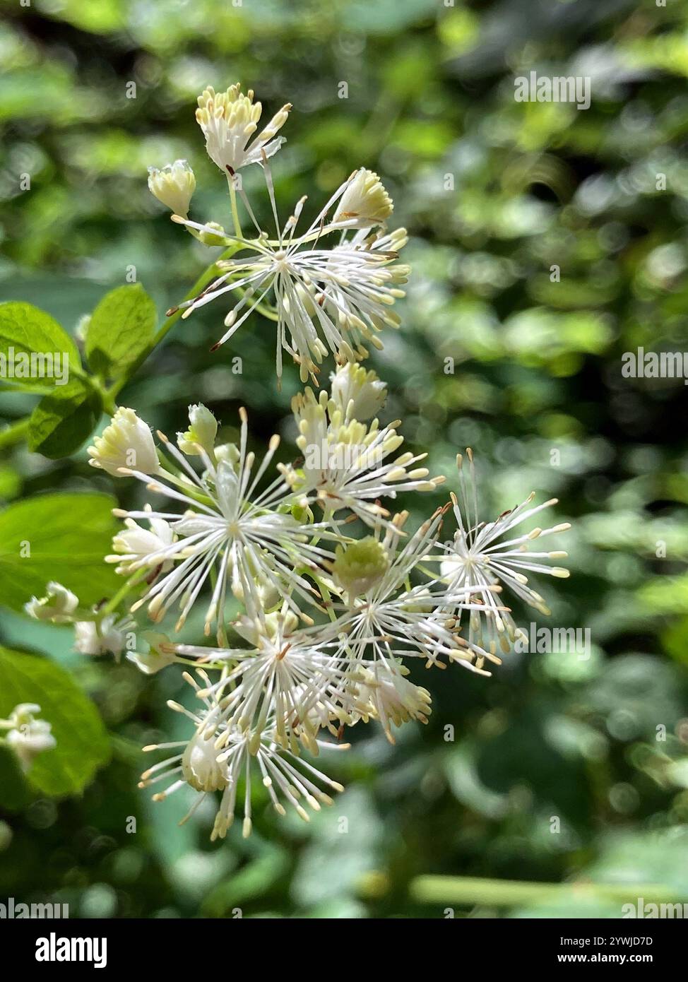 tall meadow-rue (Thalictrum pubescens Stock Photo - Alamy