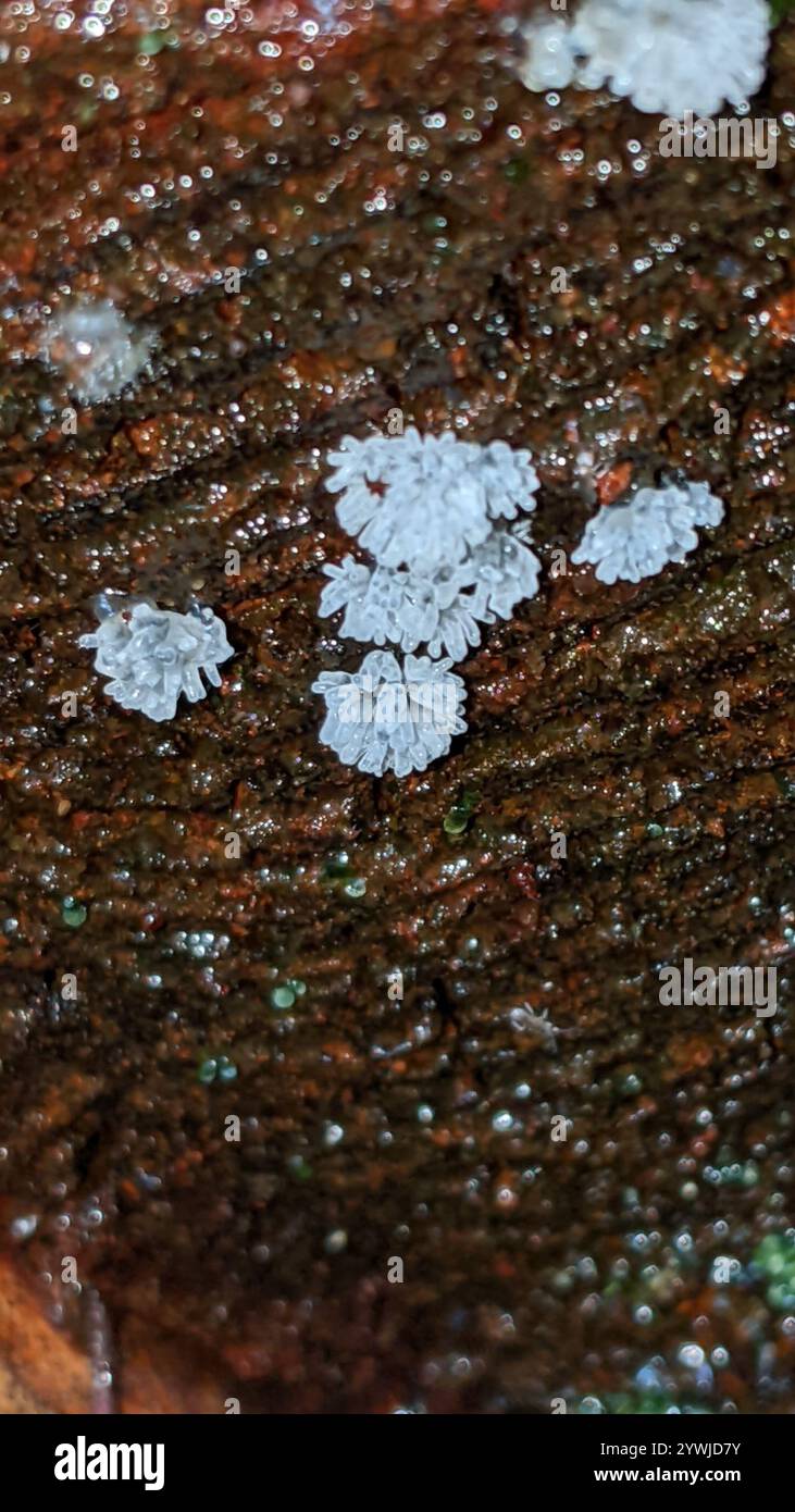 Common Coral Slime (Ceratiomyxa fruticulosa Stock Photo - Alamy