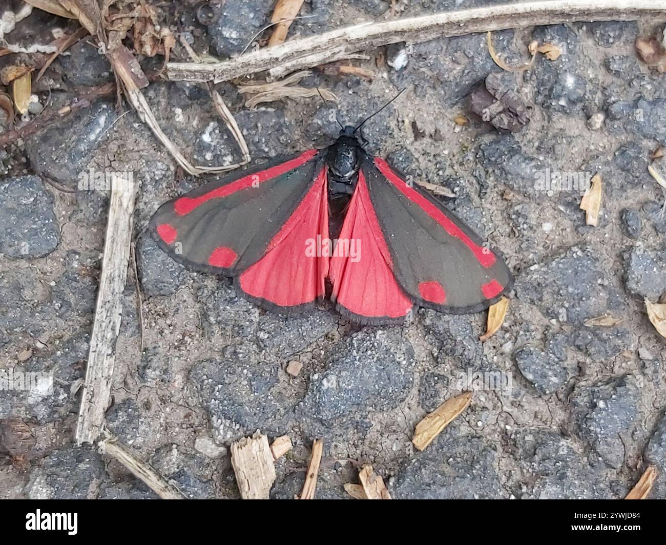 Cinnabar moth (Tyria jacobaeae Stock Photo - Alamy