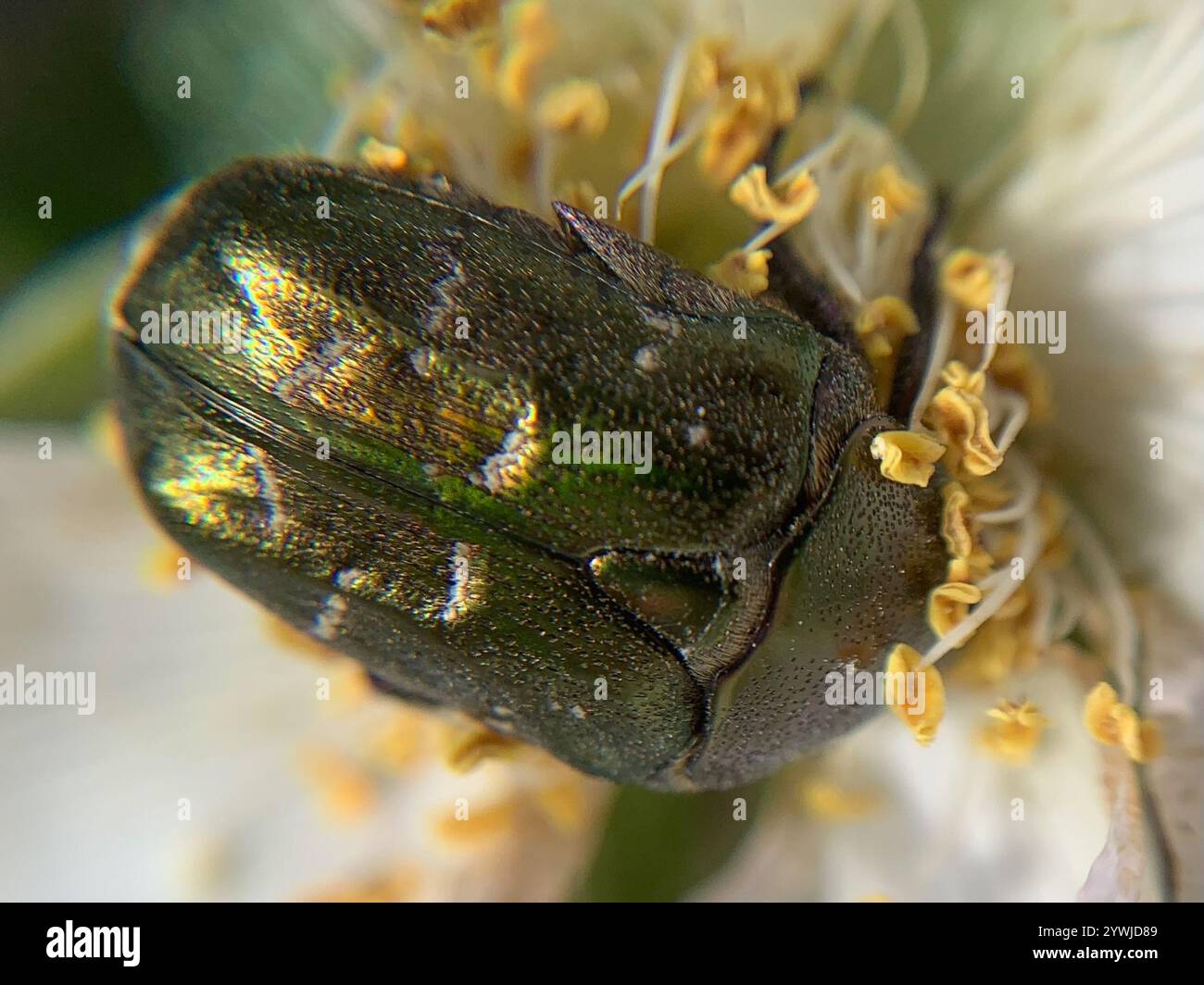 Copper Chafer (Protaetia cuprea Stock Photo - Alamy